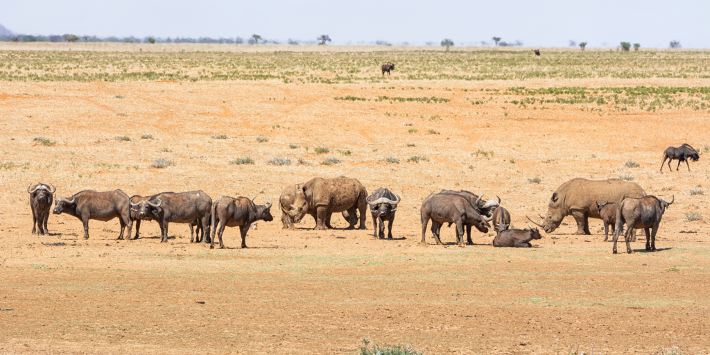 Wildlife In Kenya: What Animals Will You See On Safari? - Kenya ...